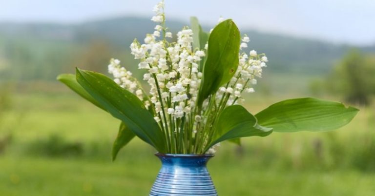 Fête du Travail - French Labor Day (May 1st)
